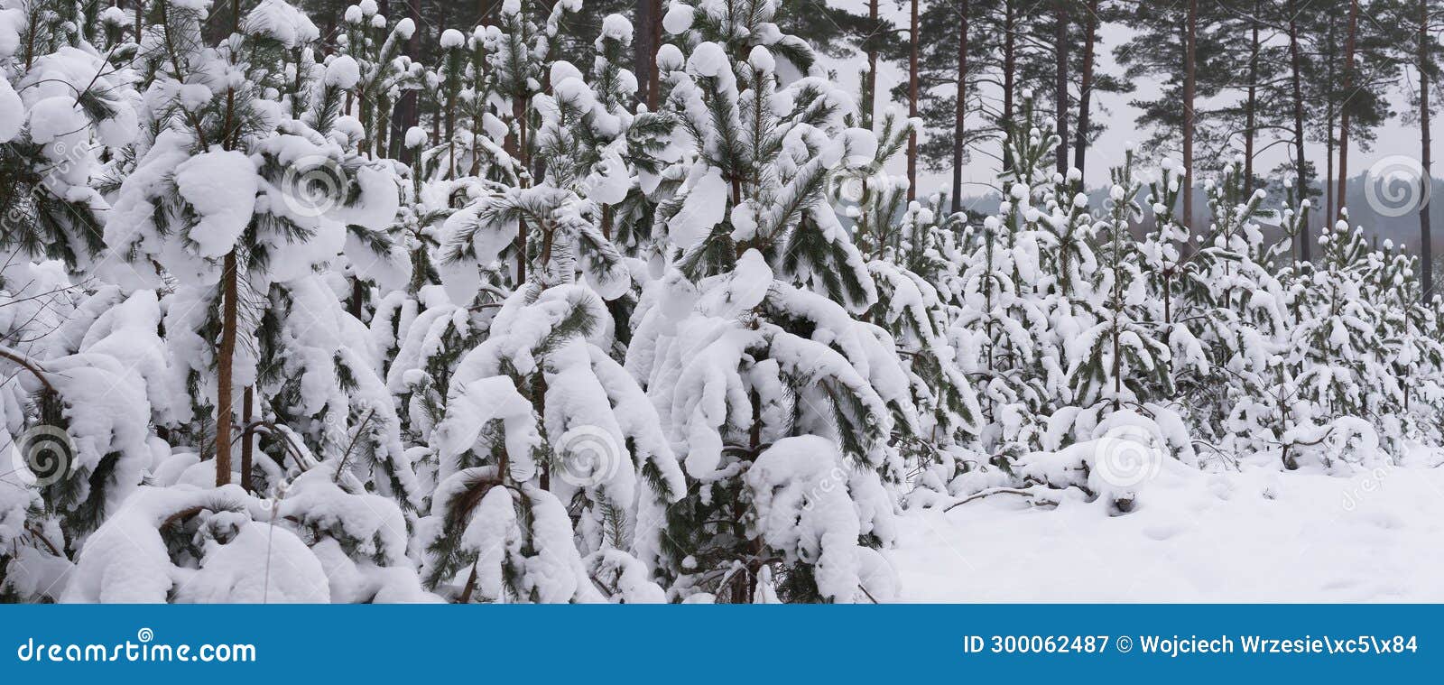 WINTER ATTACK stock image. Image of blizzard, tempest - 300062487