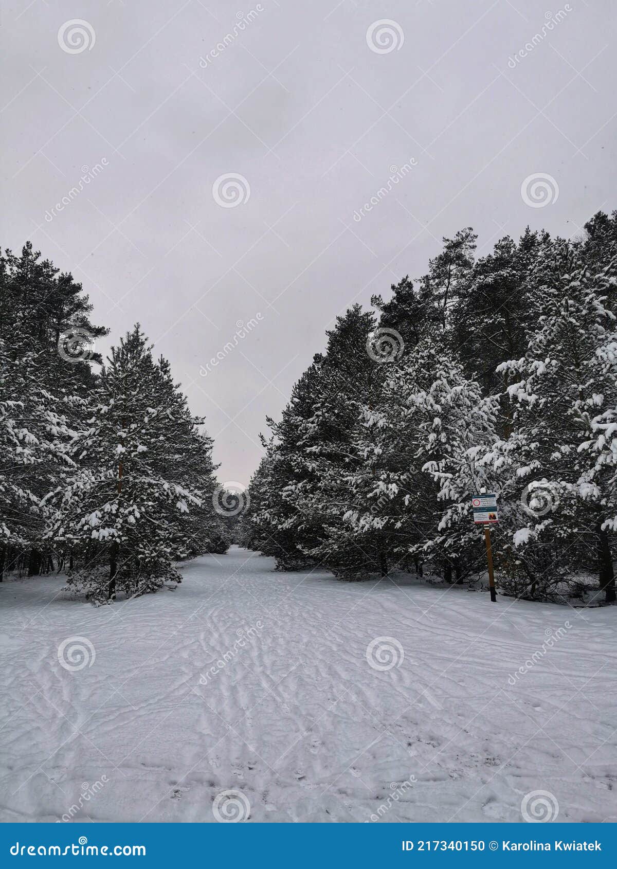 A Winter Forest Path in the Mazovian Landscape Park in Otwock. Stock ...