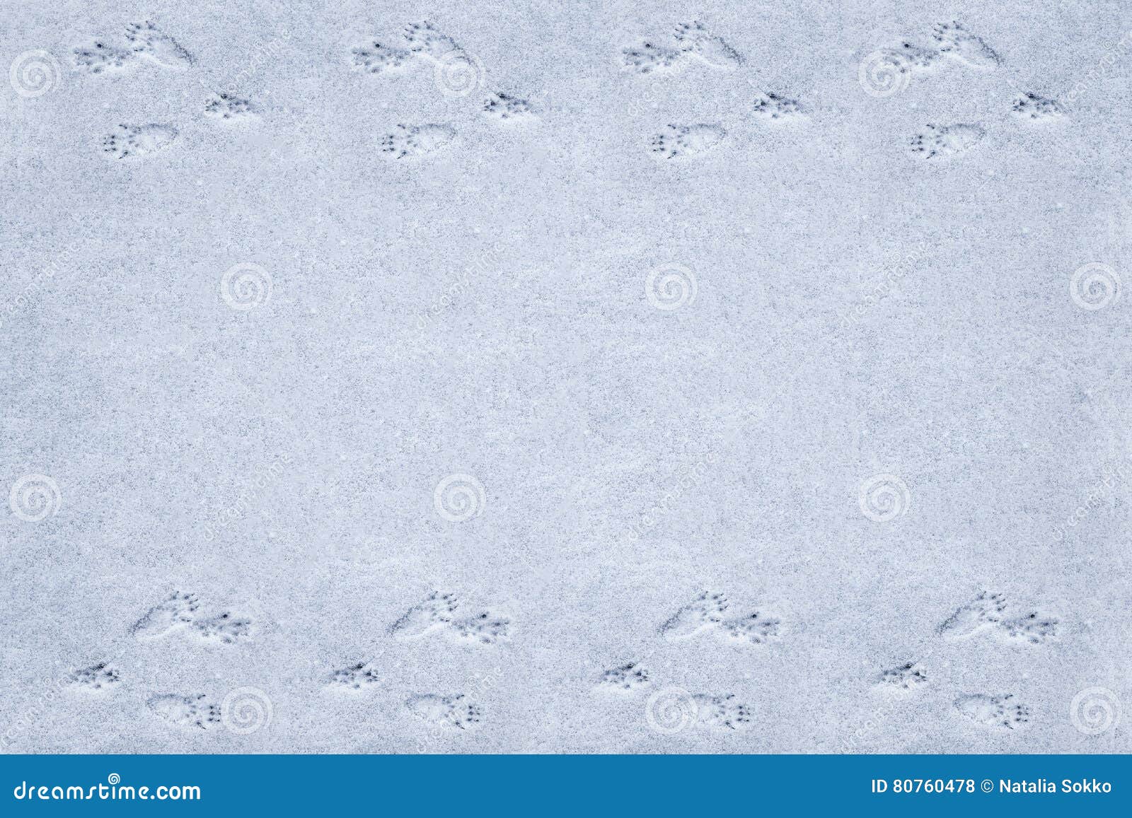 Winter Background with Animal Tracks Stock Photo - Image of fresh ...