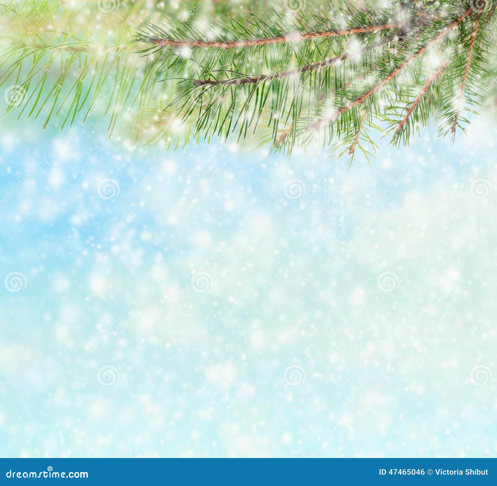 Winter Background with Branches of Spruce Tree and Snow Stock Photo ...
