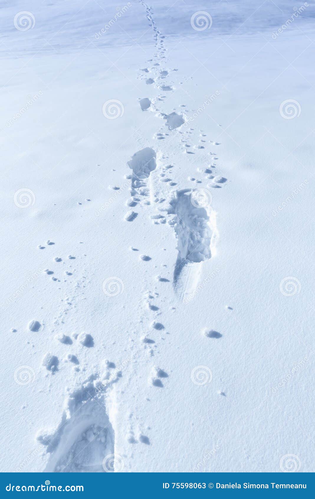Winter Background with Footprints in the Snow Stock Image - Image of ...