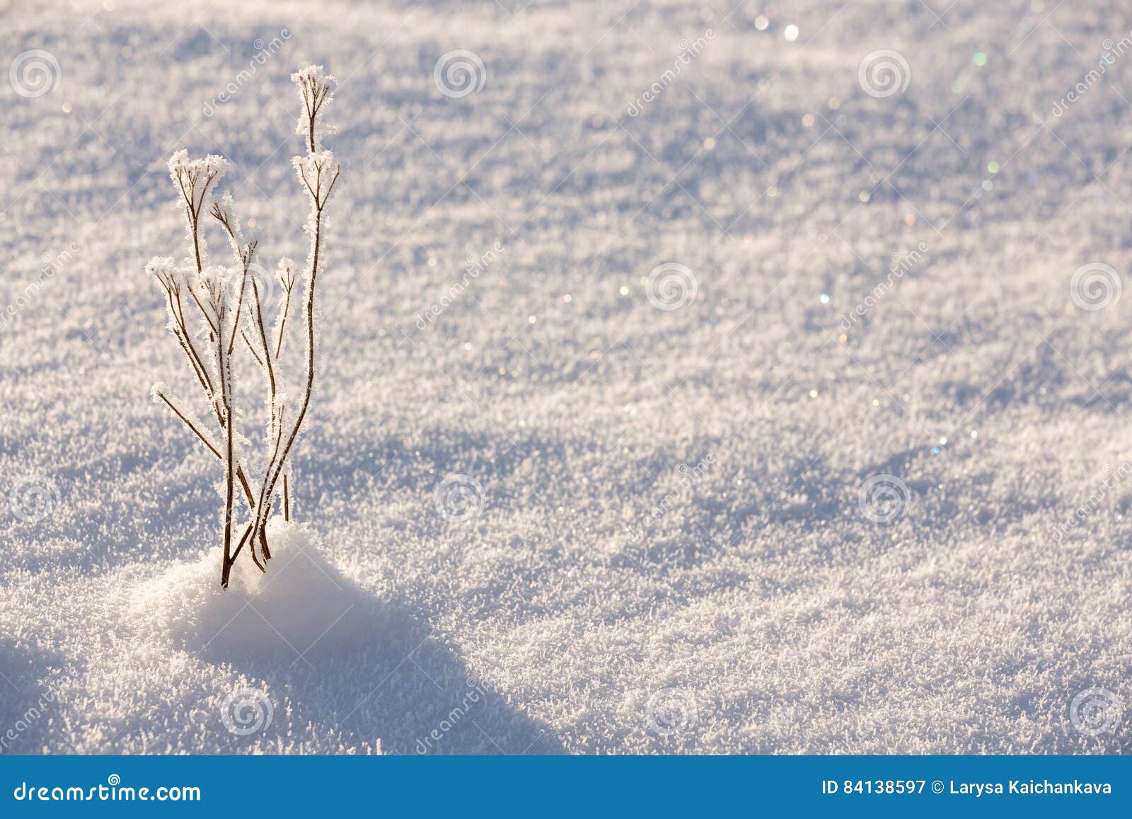 Winter Background with Frost Stock Image - Image of freeze, bush: 84138597