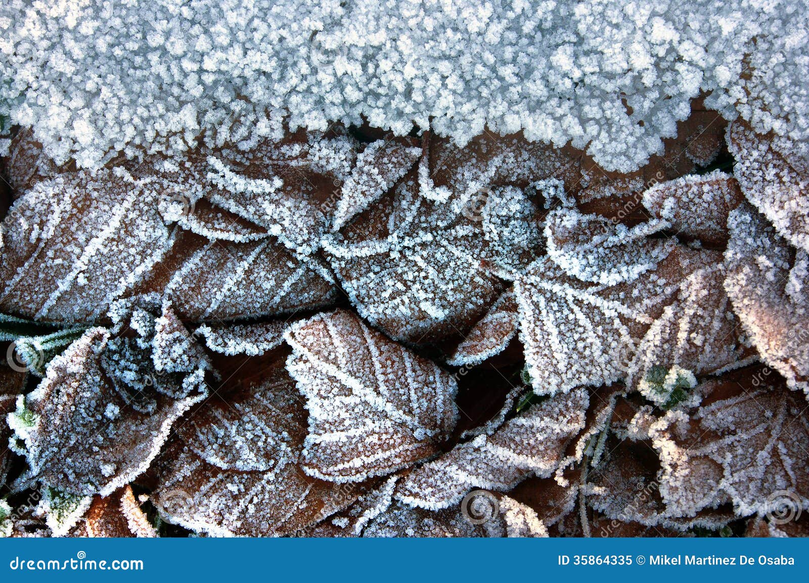 Frozen Leaves Stock Image | CartoonDealer.com #85719013