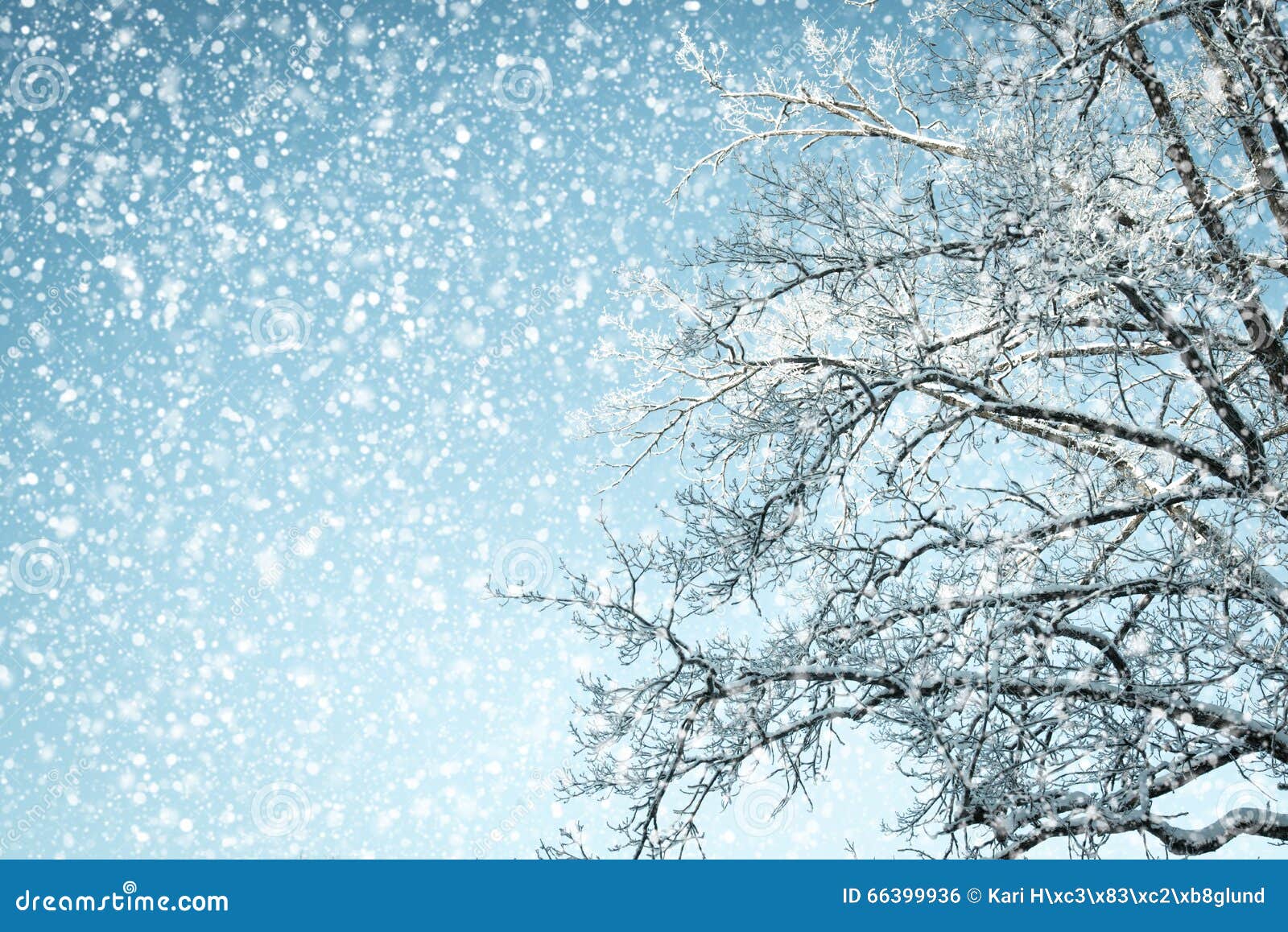 192 Winter Background Looking Up Tree Snowy Weather Photos - Free ...