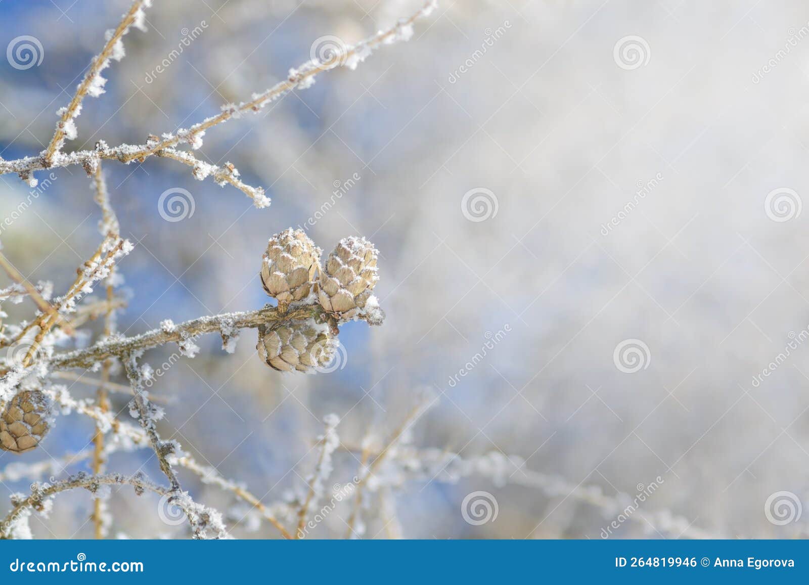 Winter Background with Small Cones on a Branch with Frost Stock Photo ...