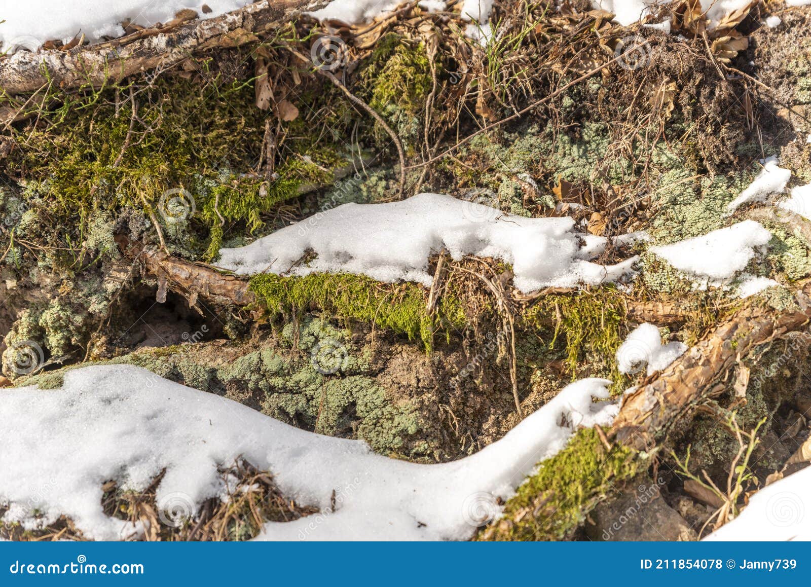 Winter Background of Snow Covered Forest Floor Stock Photo - Image of ...