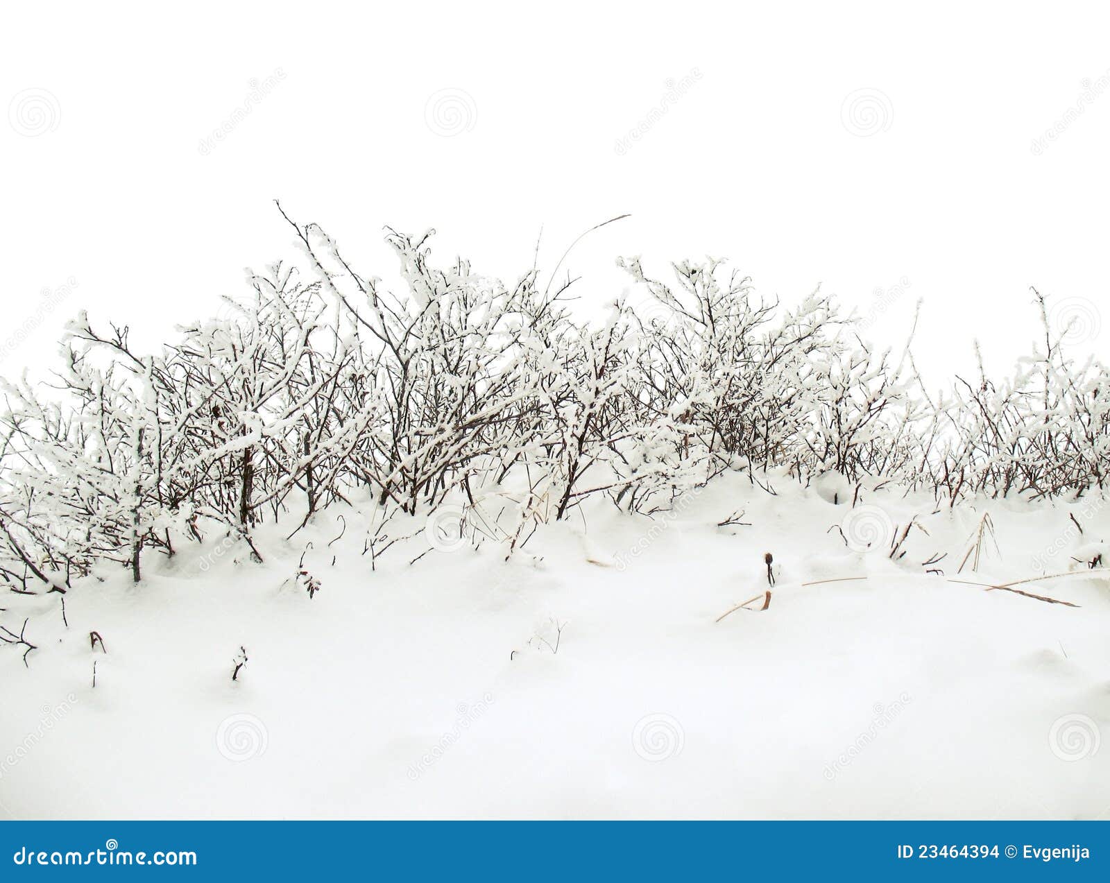 Winter Background with Snowy Bush Stock Photo - Image of isolated ...