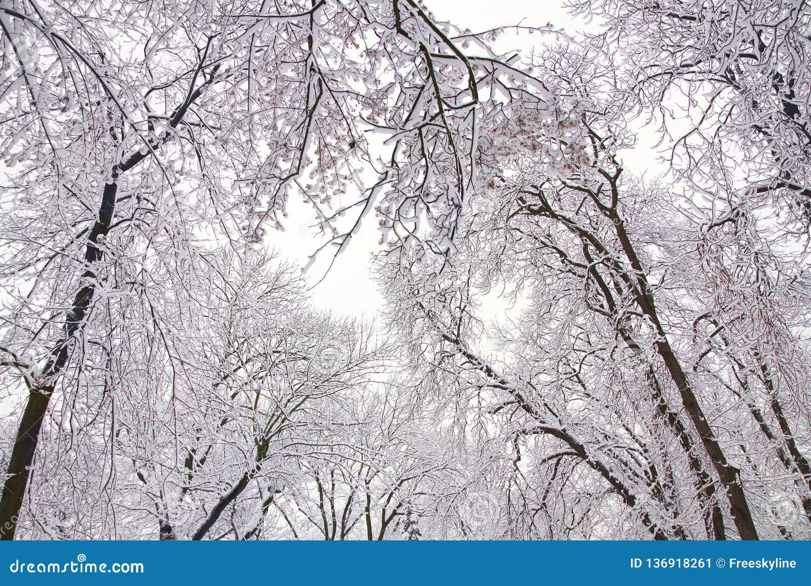 Winter Background of Snowy Tree Branches. Trees Covered with Snow ...