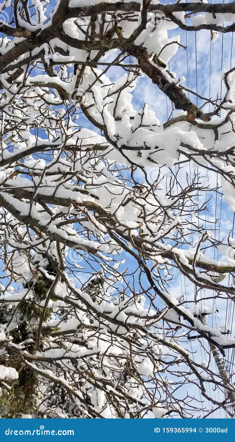 Trees Covered in Ice and Snow Stock Photo - Image of december, icicle ...
