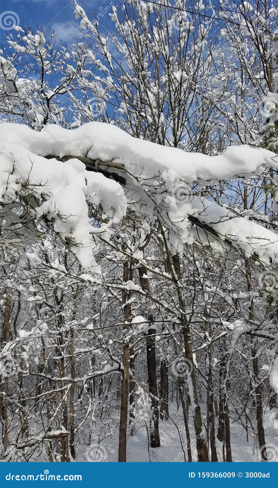 Trees Covered in Ice and Snow Stock Image - Image of christmas, winter ...