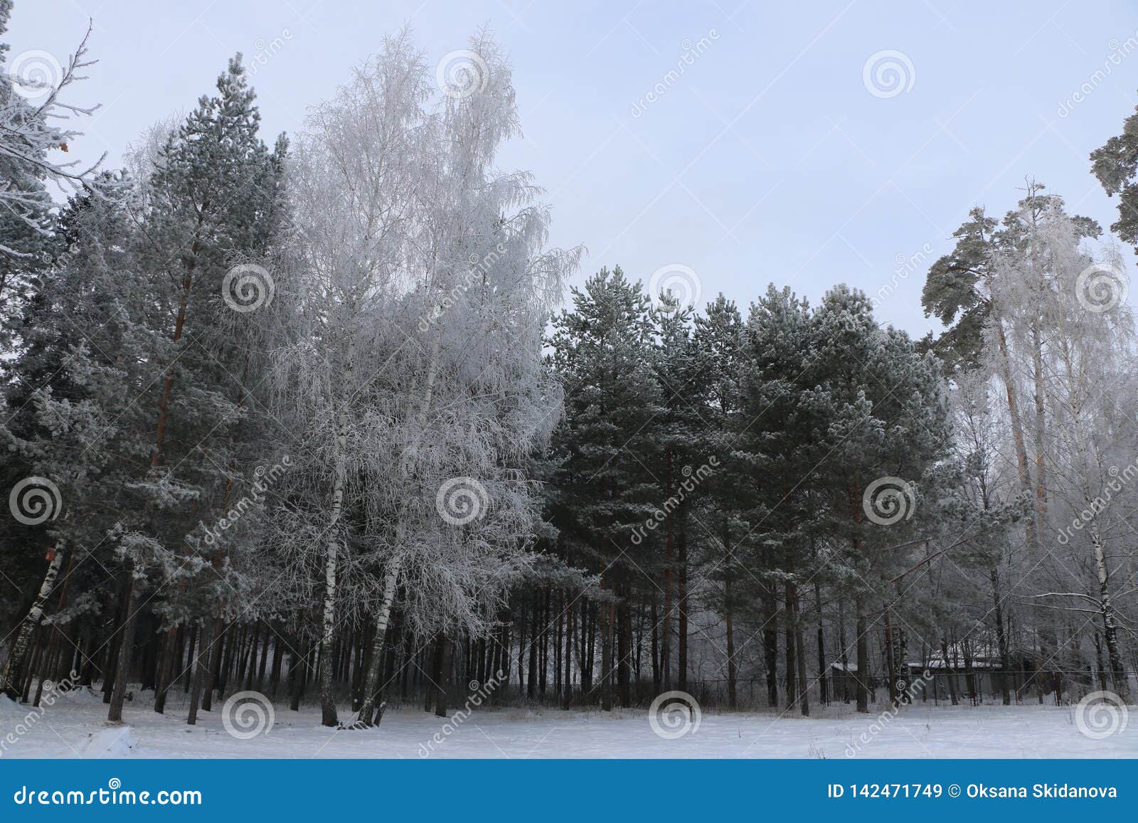 Winter Background Trees Covered With White Fluffy Snow Stock Image