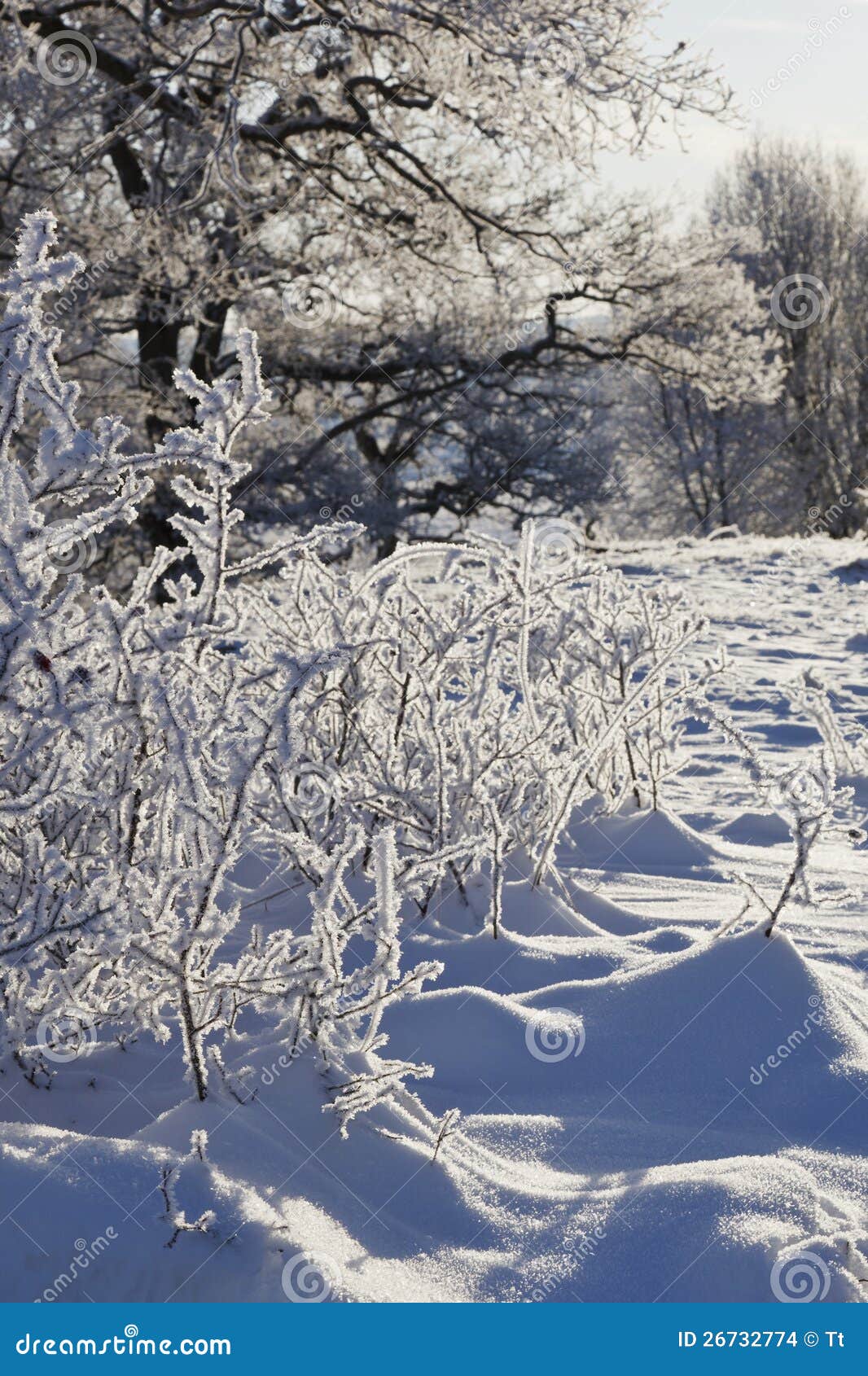 Winter backlit stock photo. Image of pasture, sunny, hoarfrost - 26732774