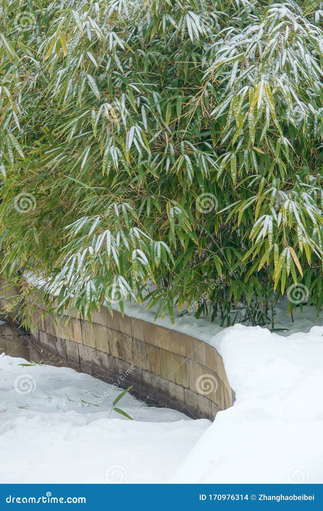 Winter bamboo grove stock photo. Image of landscape - 170976314