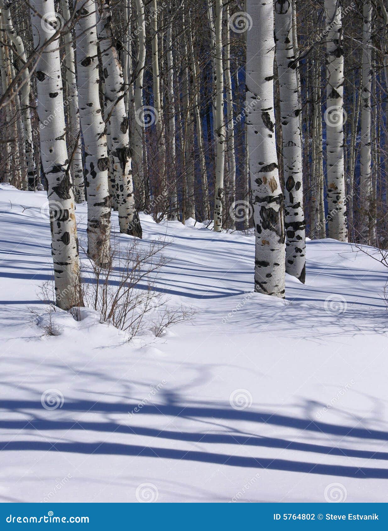 Winter: Bare Aspens in Snowfield Stock Photo - Image of forest, trunk ...