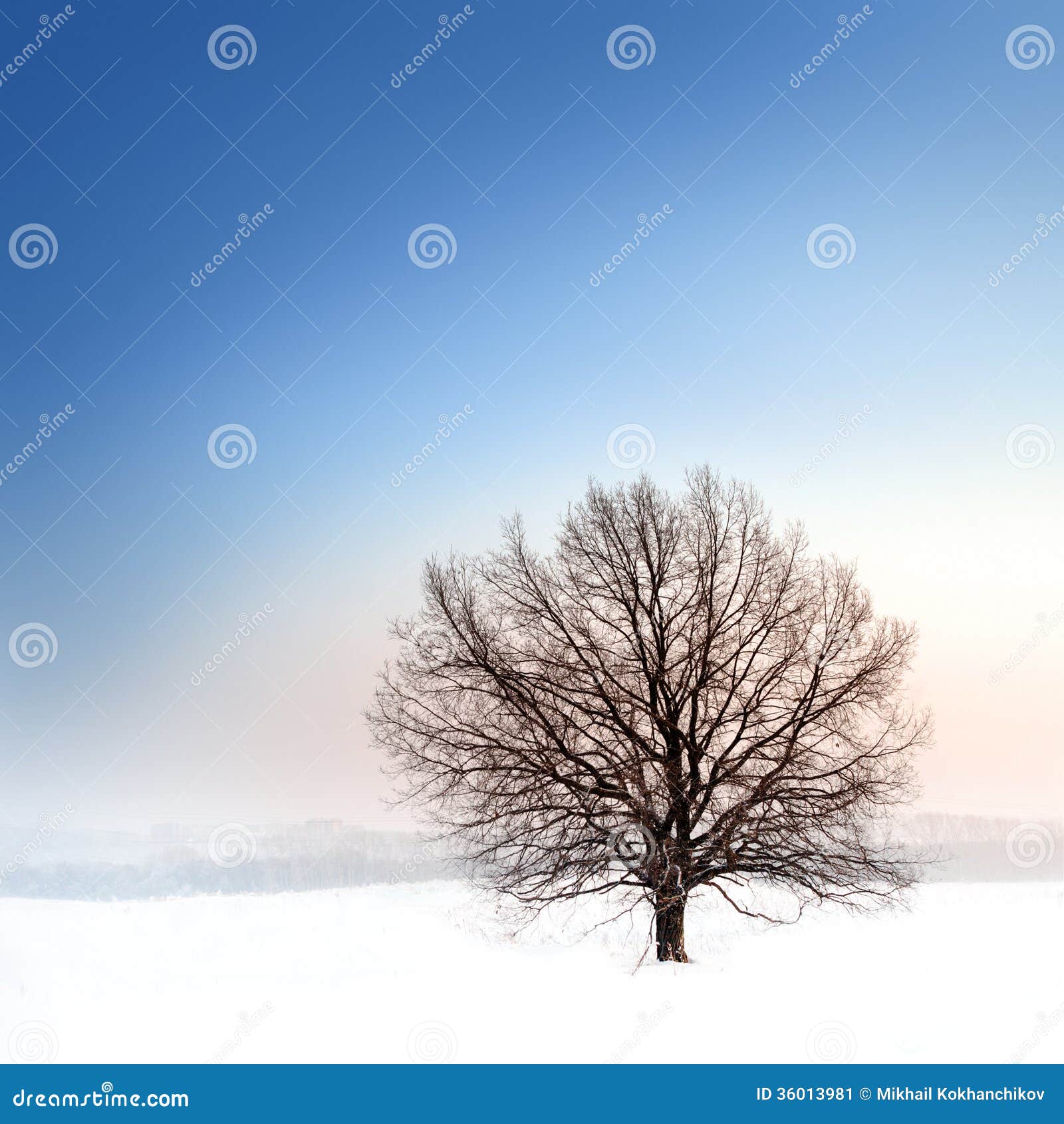 Winter bare tree stock image. Image of snow, rural, trees - 36013981