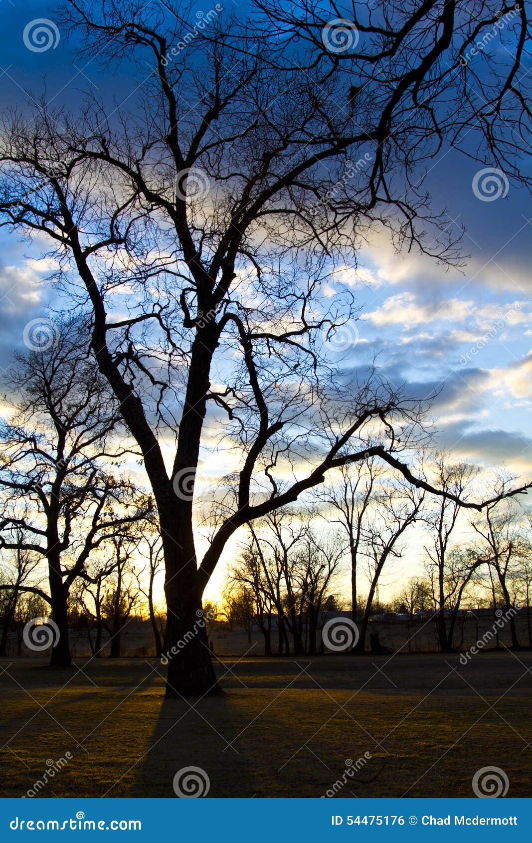 Winter Bare Tree at Sunset stock photo. Image of silhouette - 54475176