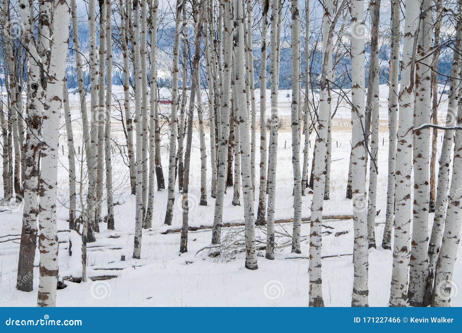 Winter Bare Tree Trunks stock photo. Image of wood, people - 171227466