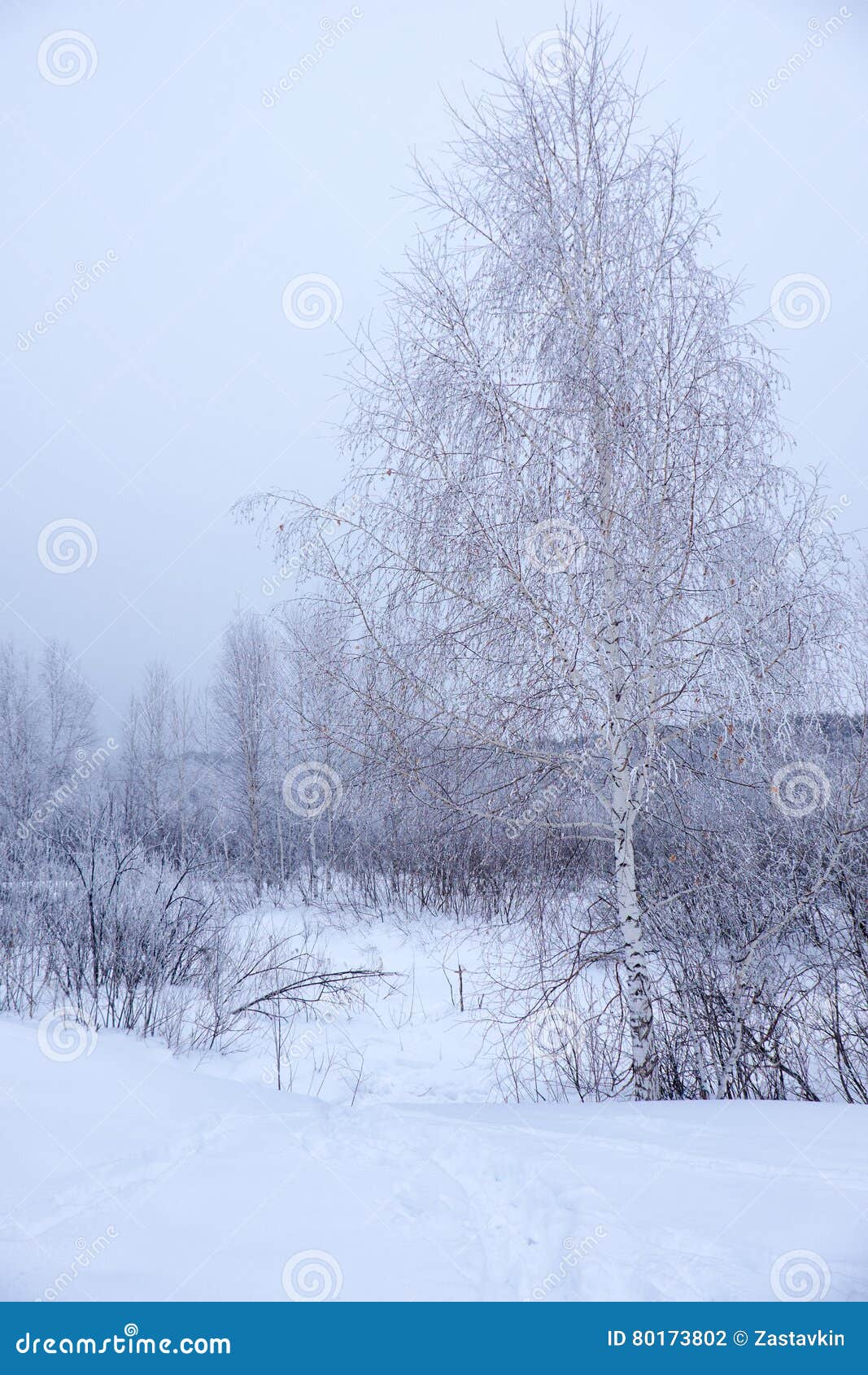 Winter Bare Trees without Leaves Under Snow Stock Photo - Image of ...