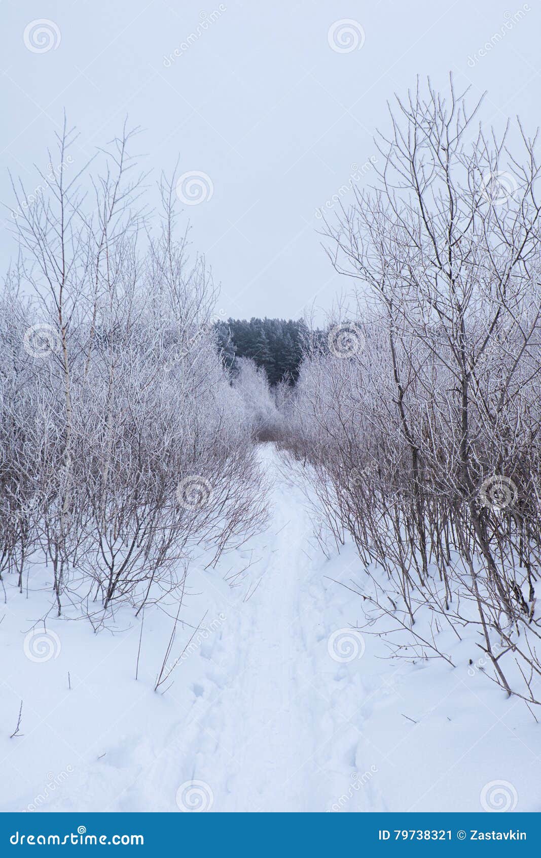 Winter Bare Trees without Leaves Under Snow Stock Image - Image of ...
