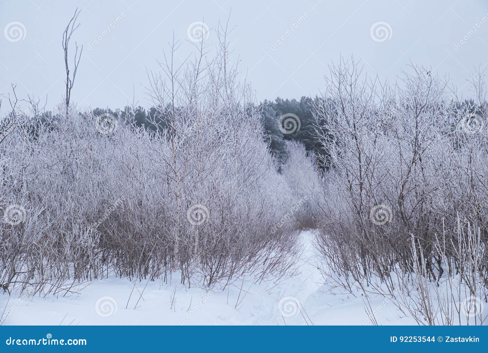 Winter Bare Trees without Leaves Under Snow Stock Photo - Image of ...