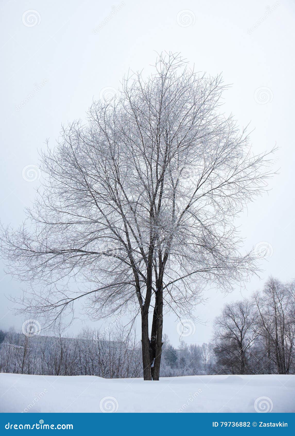 Winter Bare Trees without Leaves Under Snow Stock Photo - Image of ...