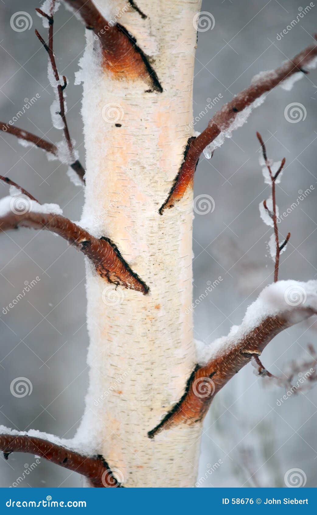 Winter Bark 2 stock photo. Image of water, branches, birch - 58676