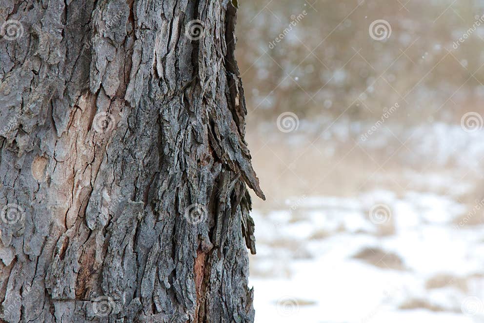 Winter Bark stock photo. Image of woods, woodlands, forests - 39224892