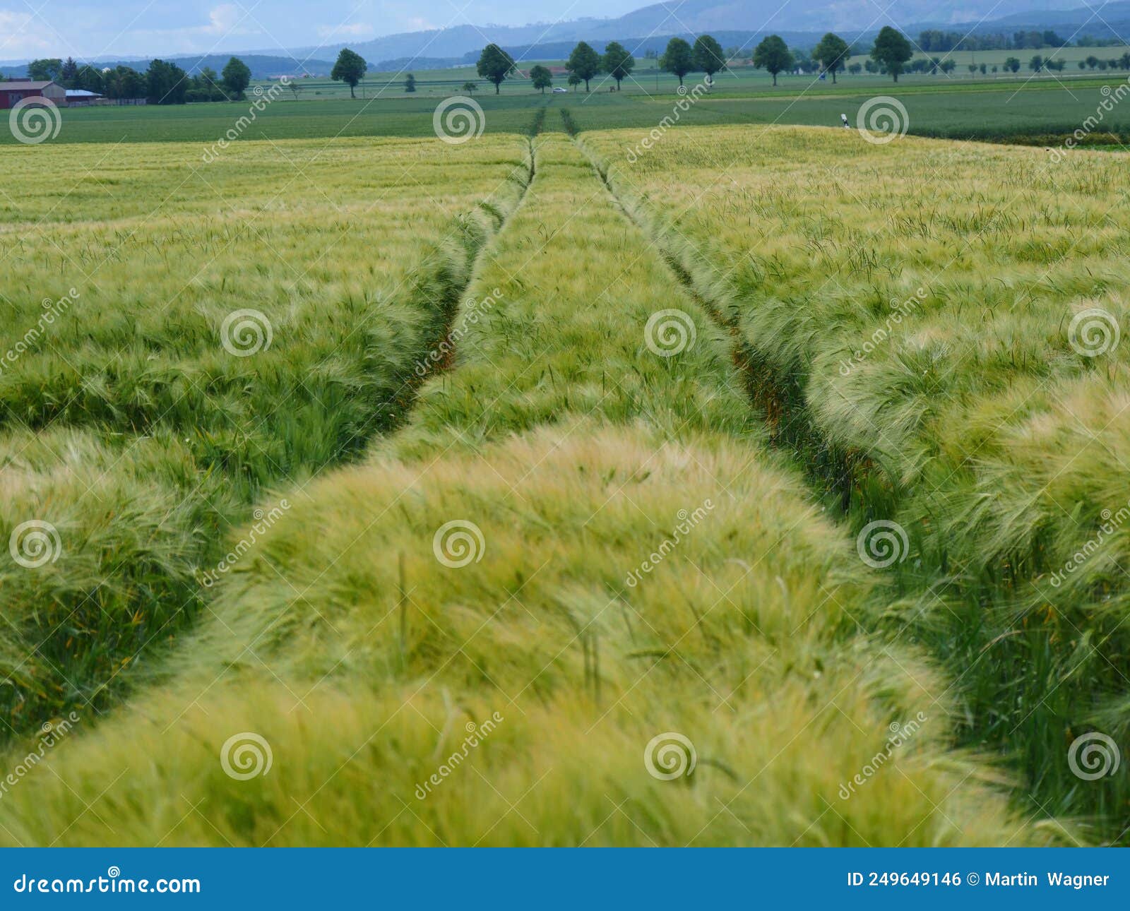 Winter Barley in Various Images in the Wild Stock Photo - Image of ...