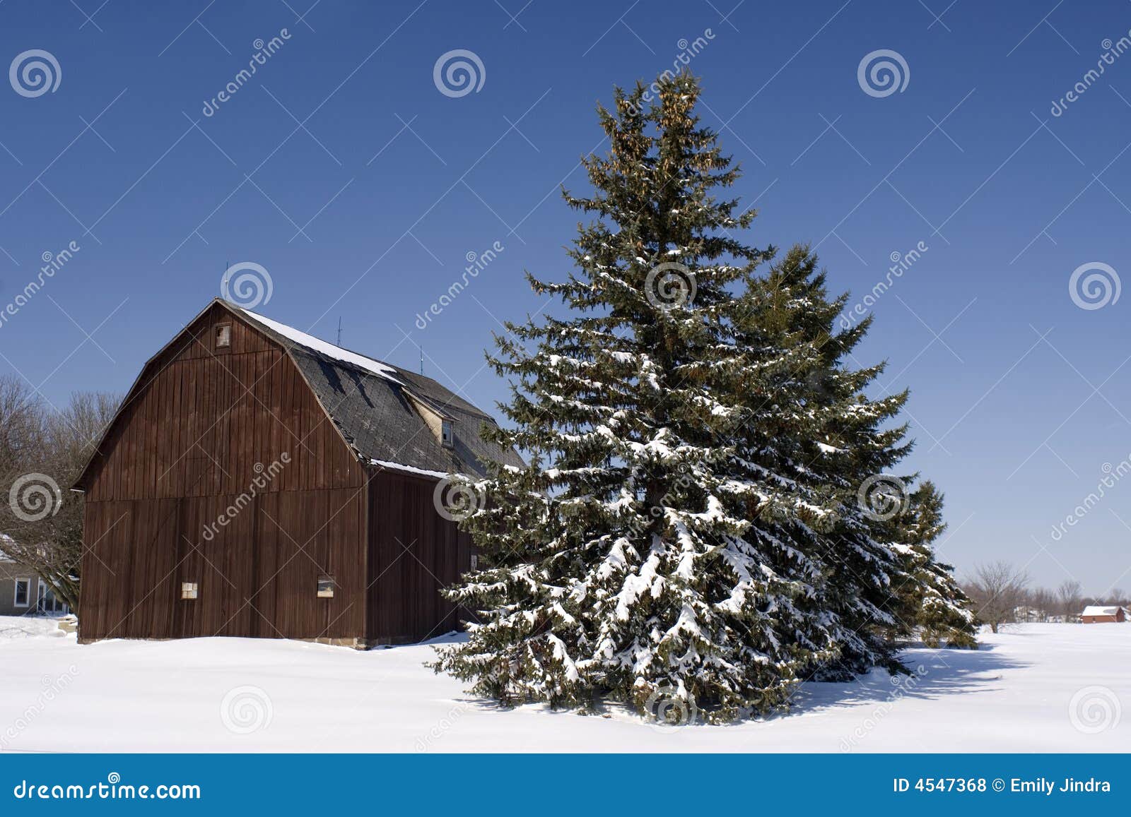 Winter Barn Pine Tree Scene Stock Photo - Image of farm, harvest: 4547368