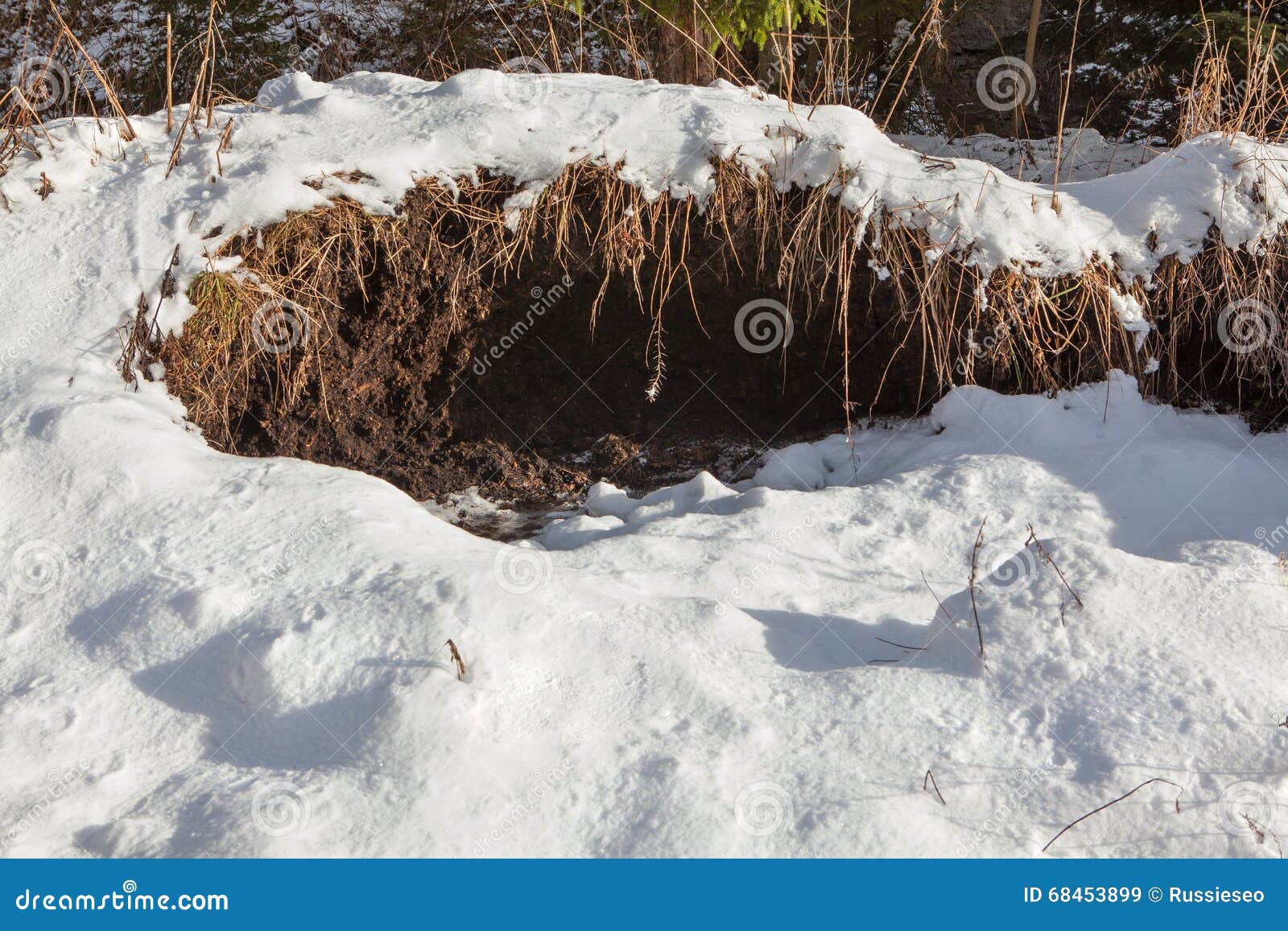 Winter bear lair stock image. Image of temperature, snow - 68453899