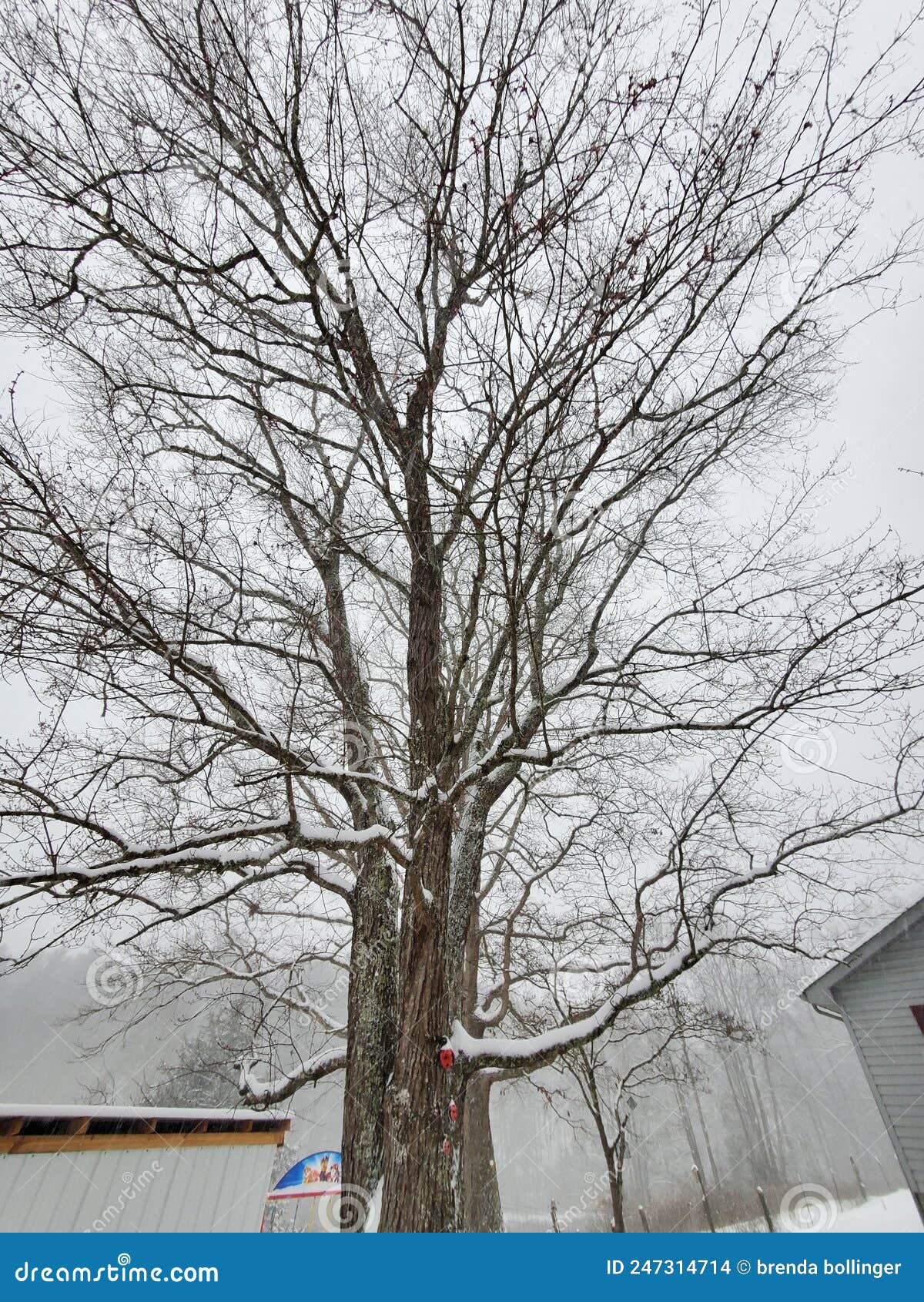 Winter bear trees stock photo. Image of branch, sketch - 247314714