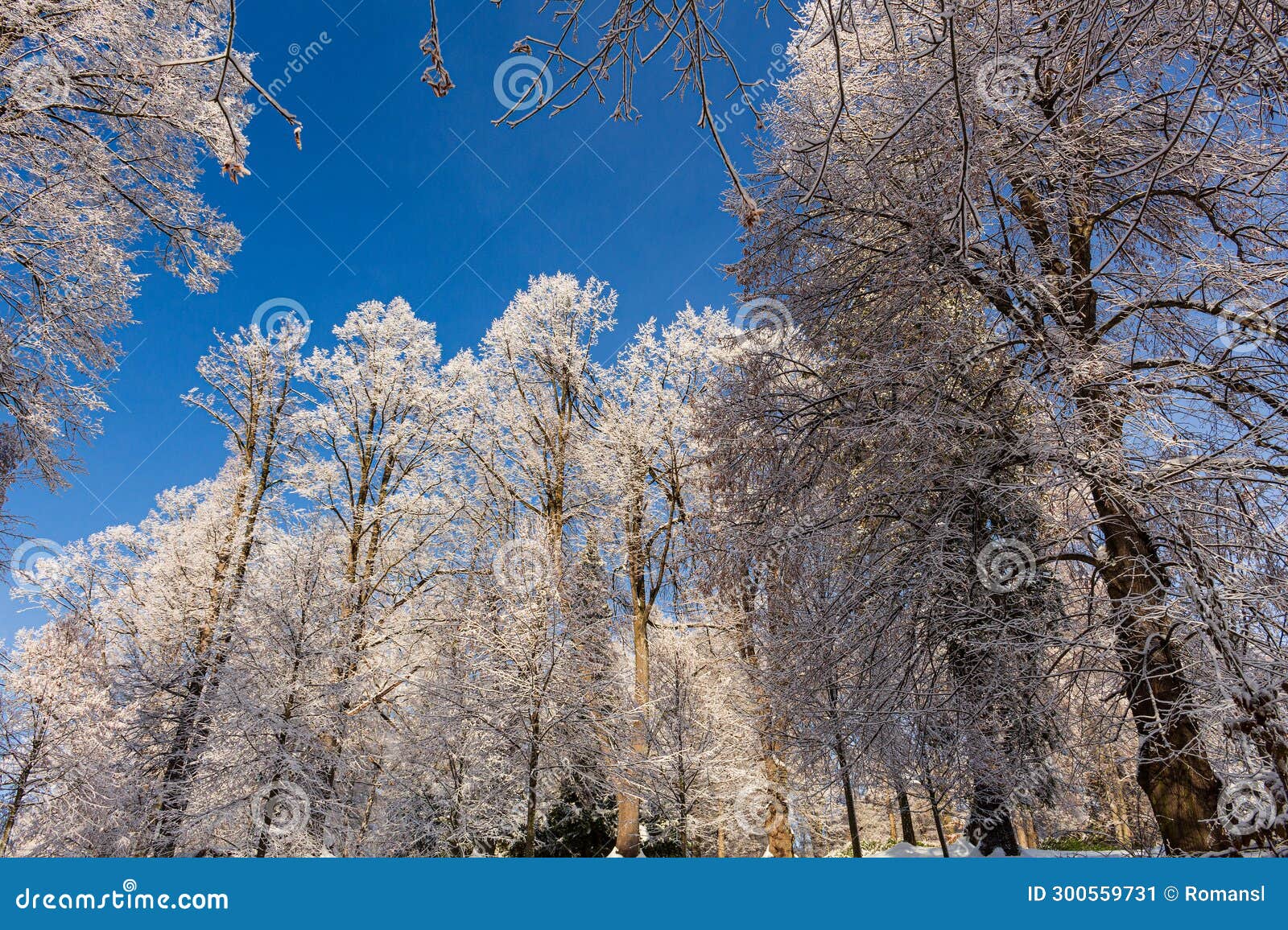 Winter Beautiful Landscape with Trees Covered with Hoarfrost Stock ...