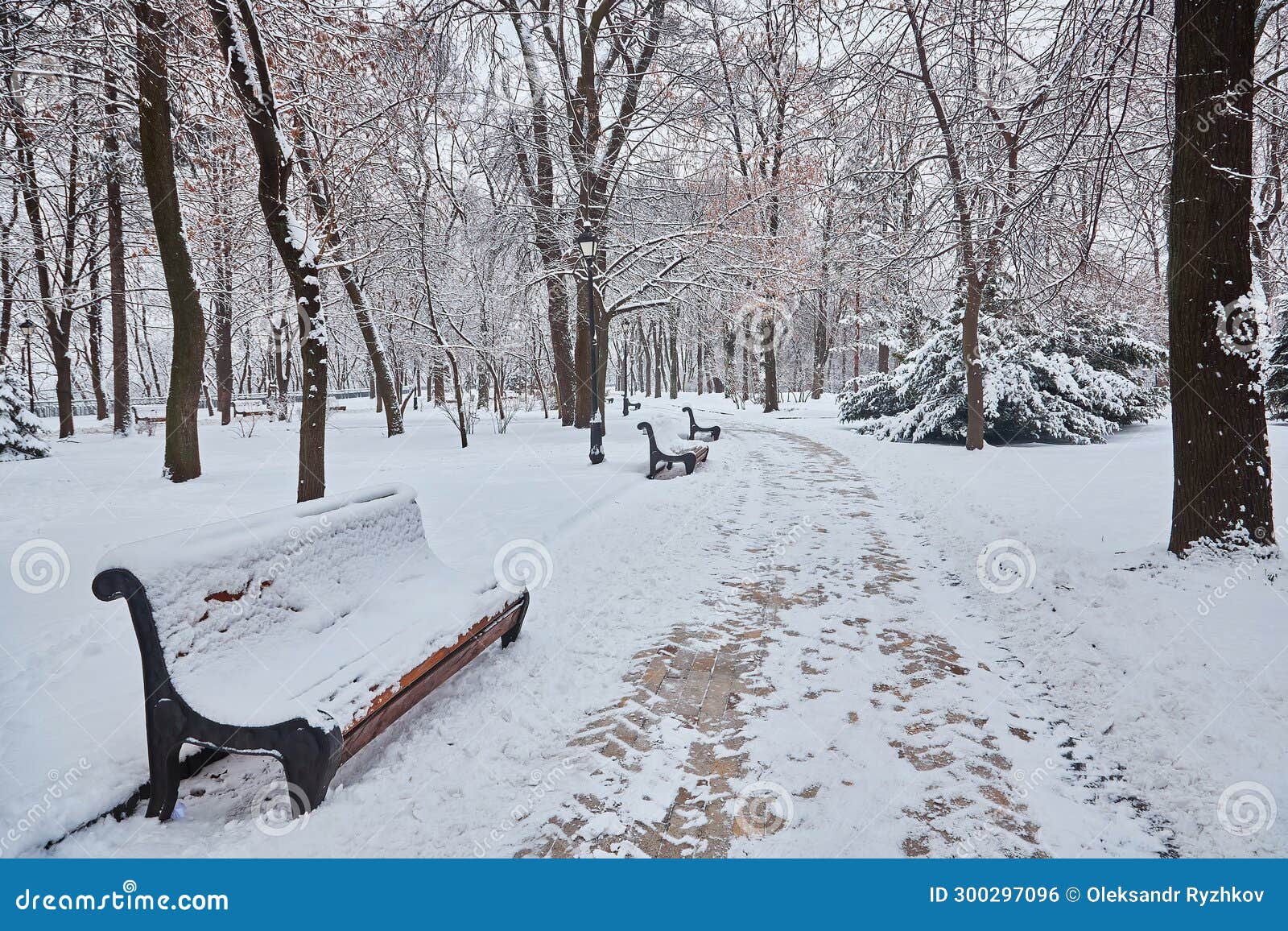 Winter Beautiful Park with Many Big Trees Benches Stock Photo - Image ...