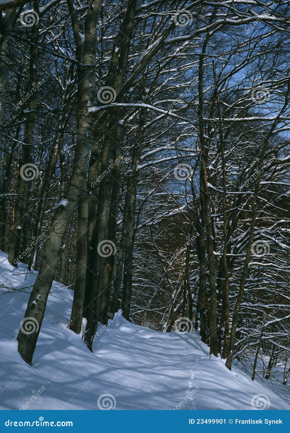 Winter beech forest walk stock image. Image of mood, atmosphere - 23499901