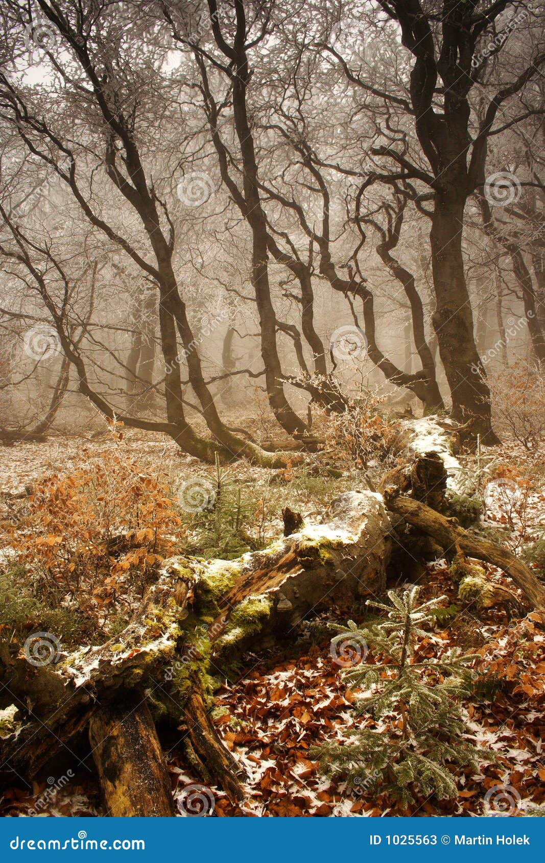 Winter begins in forest stock image. Image of krkono, beechwood - 1025563