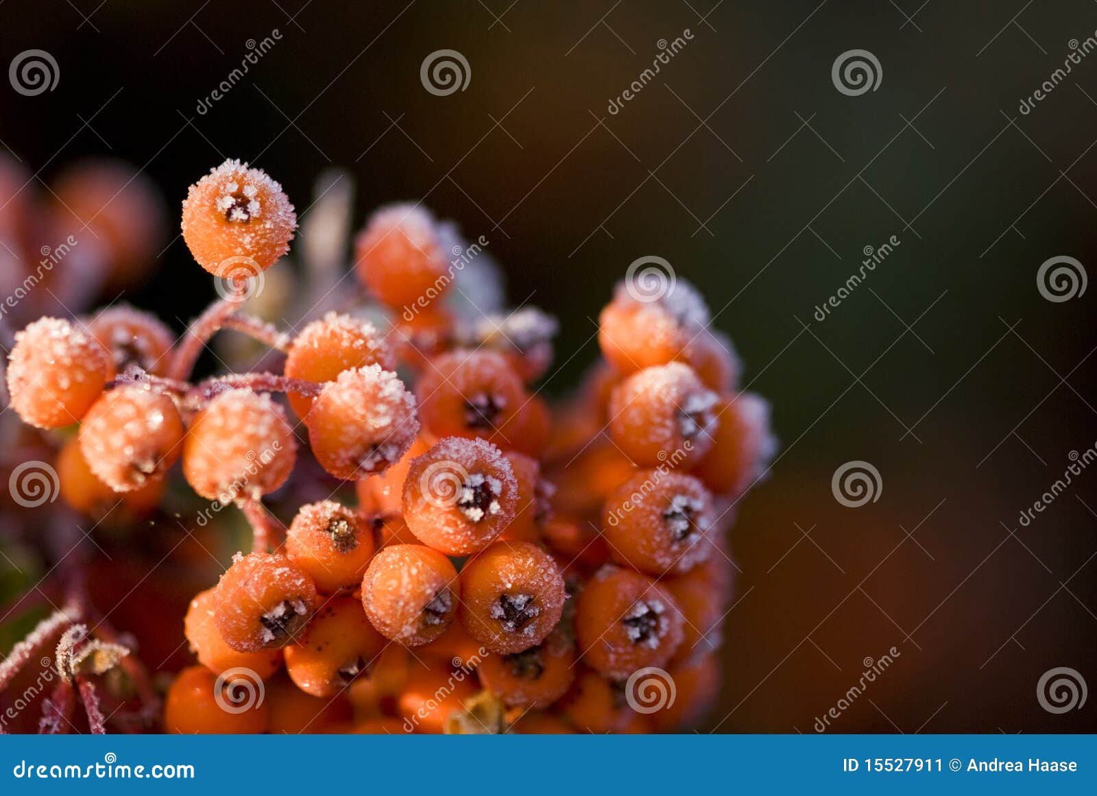 Winter berries stock image. Image of fruit, orange, berries - 15527911