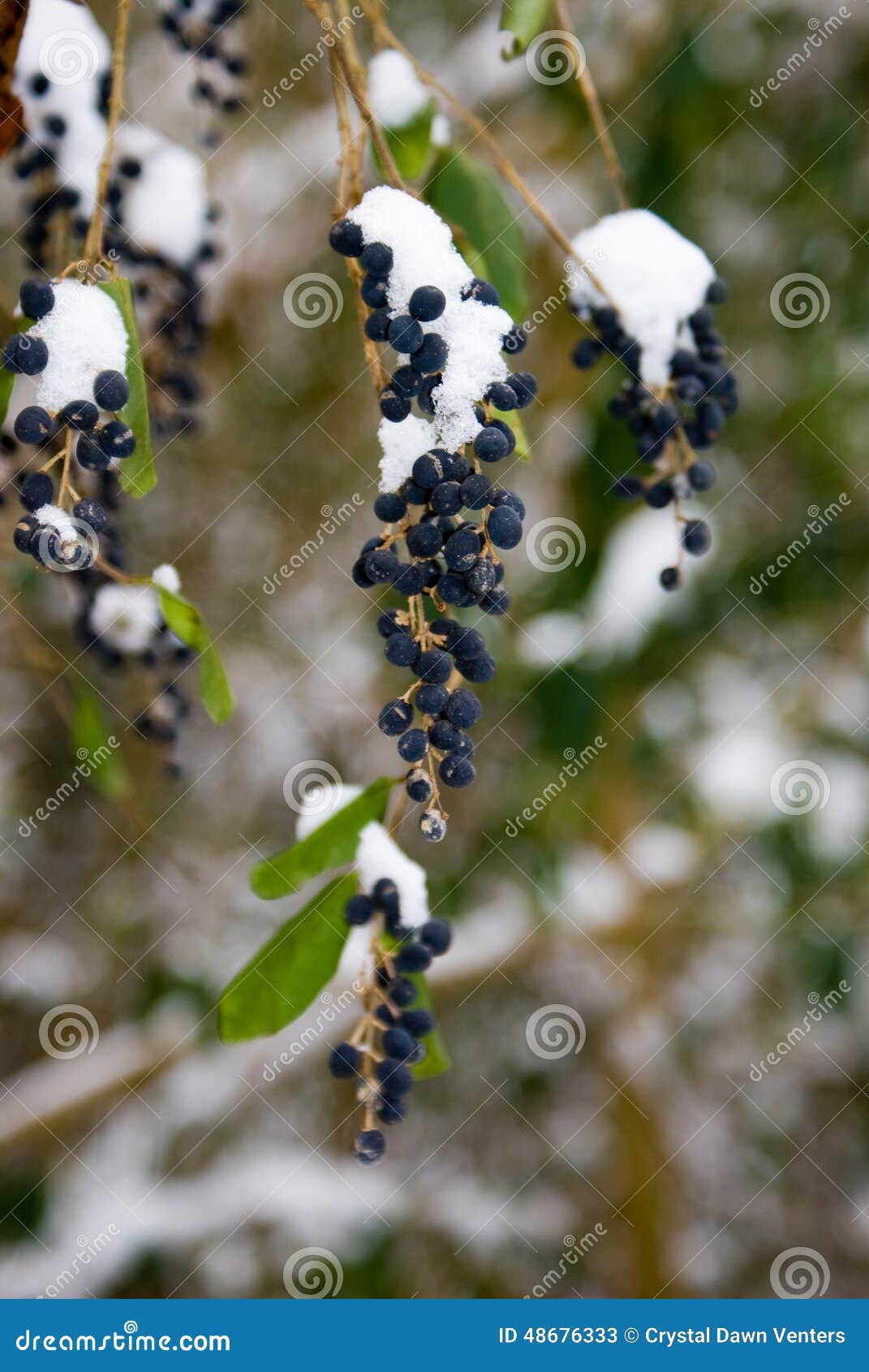 Winter Berries stock image. Image of blue, plant, winter - 48676333