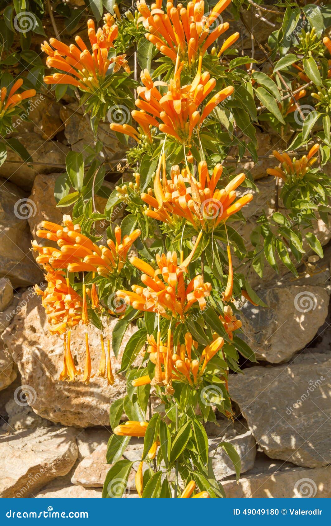 Winter bignonia stock photo. Image of orange, bignonia - 49049180