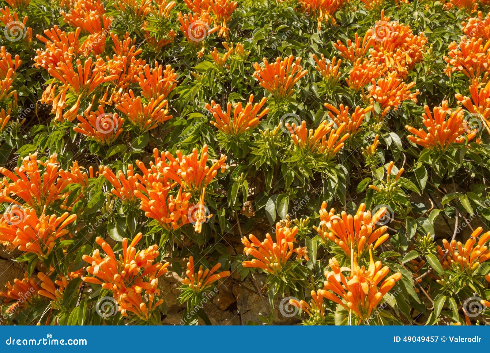 Winter bignonia stock image. Image of beautiful, orange - 49049457