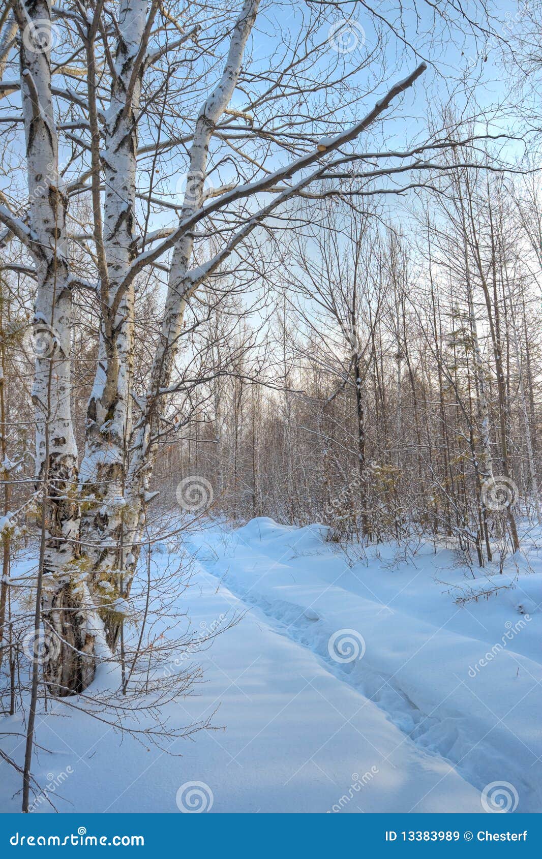 Winter birch forest stock image. Image of landscape, rural - 13383989