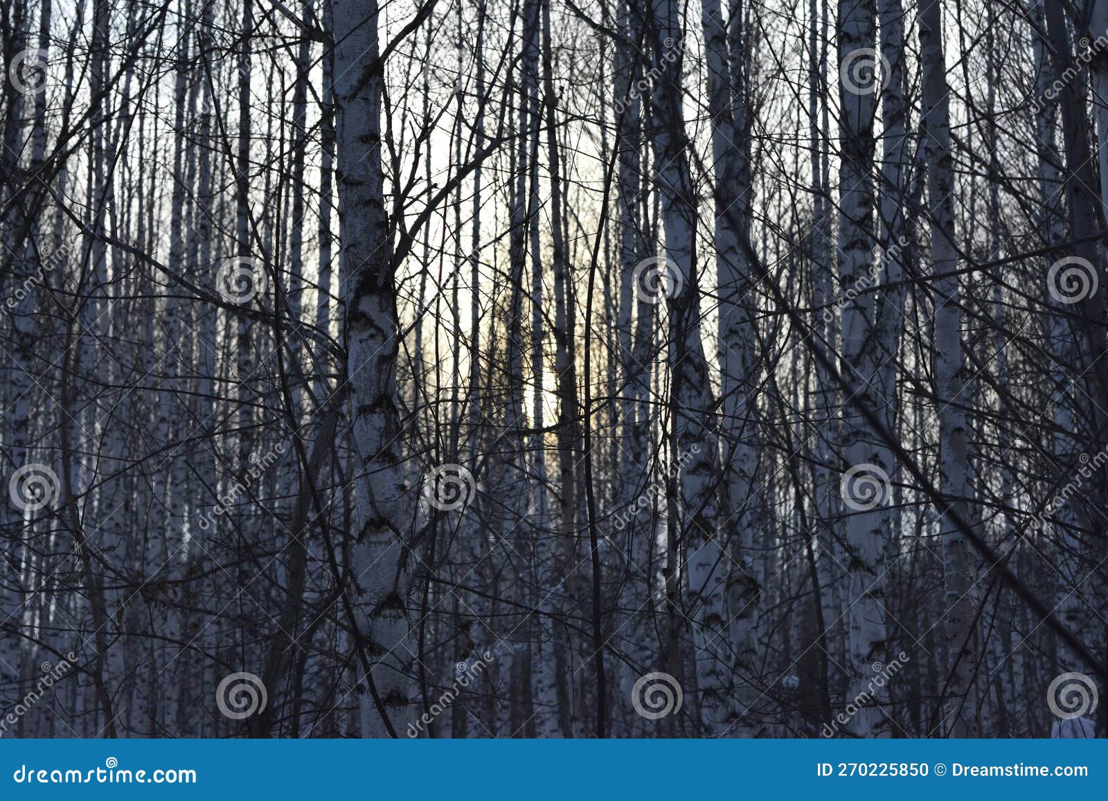 Winter Birch Forest Against the Backdrop of Sunset. Stock Photo - Image ...