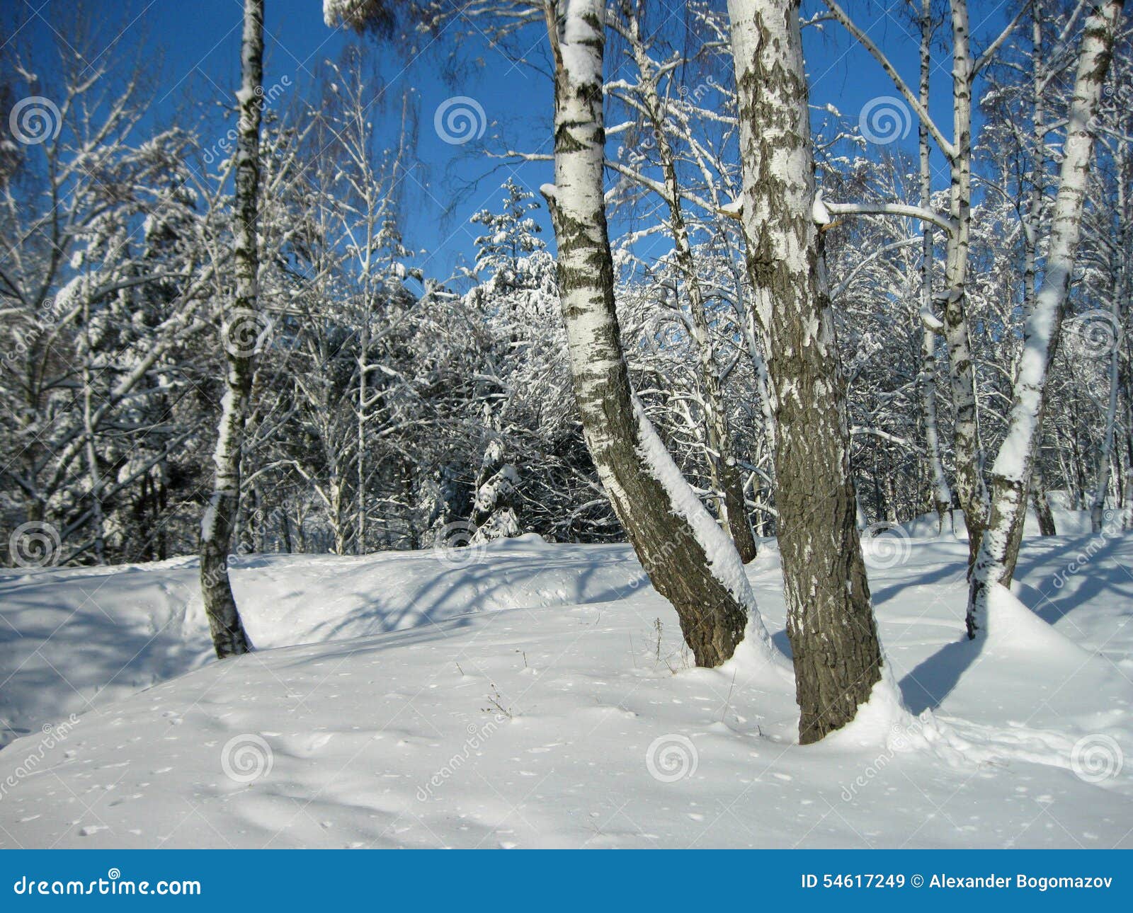 Winter Birch Forest. stock image. Image of hill, beauty - 54617249