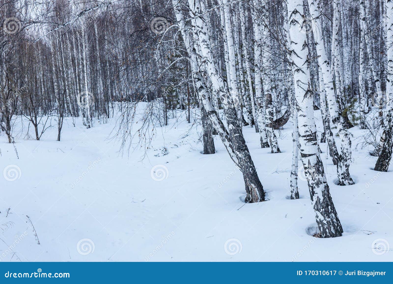 Winter Birch Forest in the Evening Stock Image - Image of season, park ...