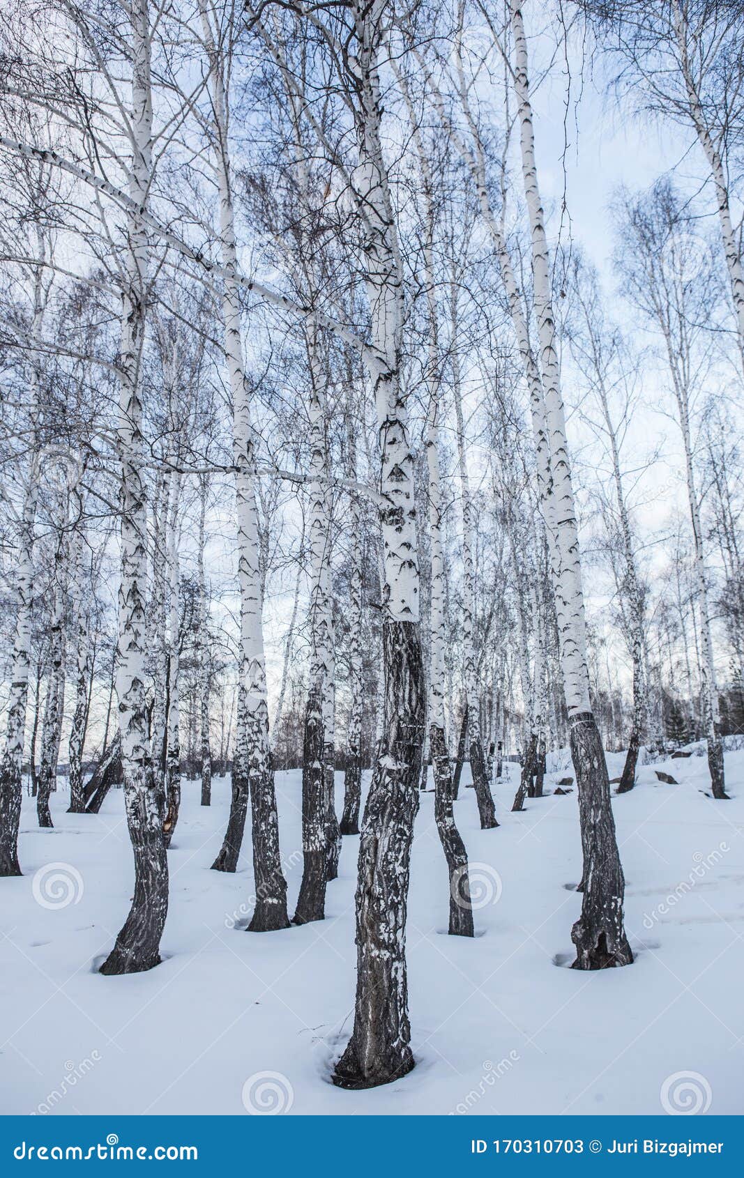 Winter Birch Forest in the Evening Stock Image - Image of cold, outdoor ...