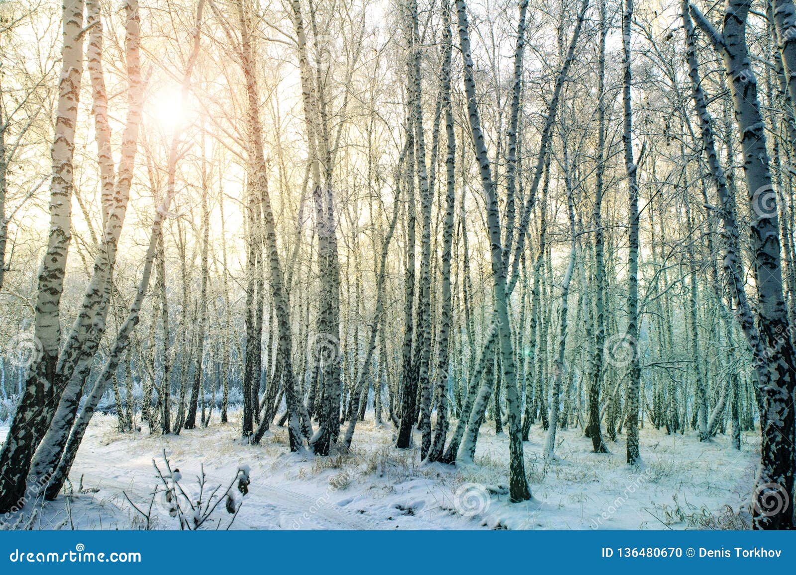 Winter Birch Forest in Russia Stock Photo - Image of trees, scene ...
