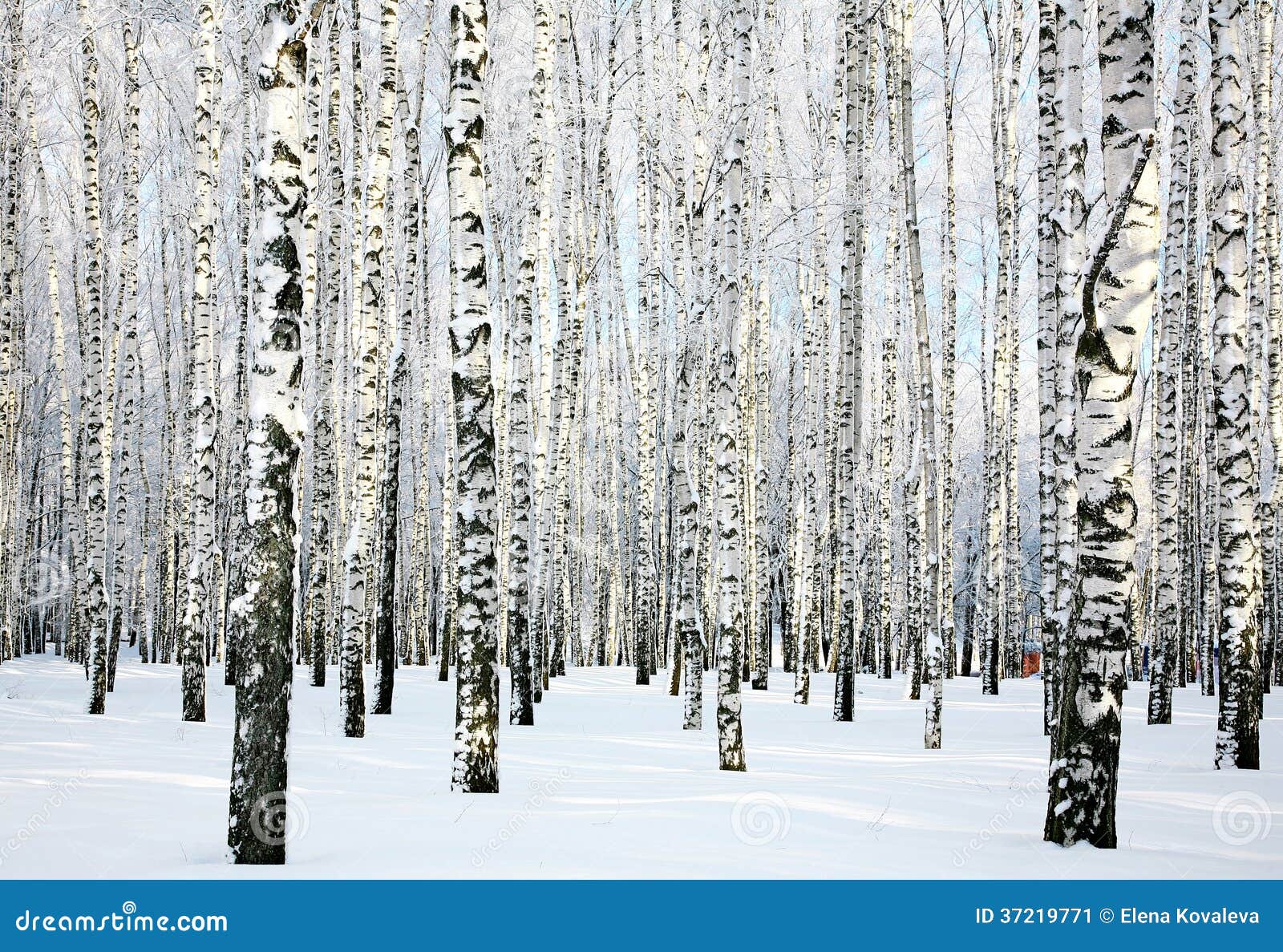 Winter birch forest stock image. Image of tree, january - 37219771