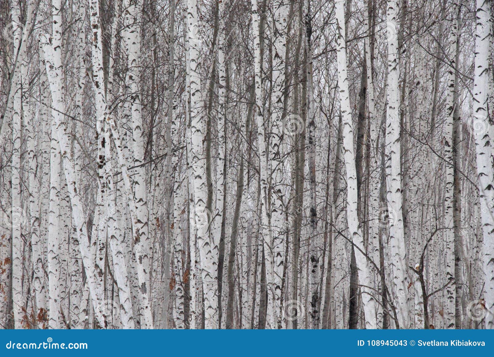 Winter Birch Grove in the Snow / Birch Tree Trunks in the Forest ...