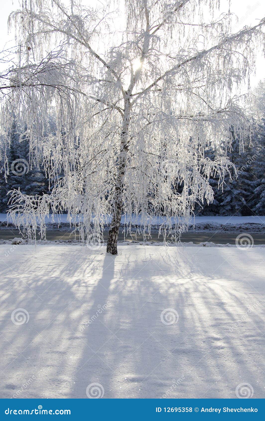Winter birch tree stock photo. Image of season, cool - 12695358