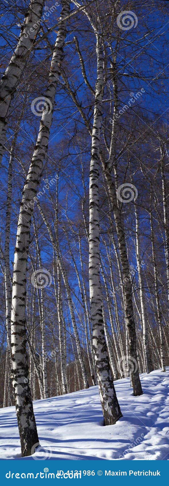 Winter birch tree stock photo. Image of tranquil, scene - 4131986