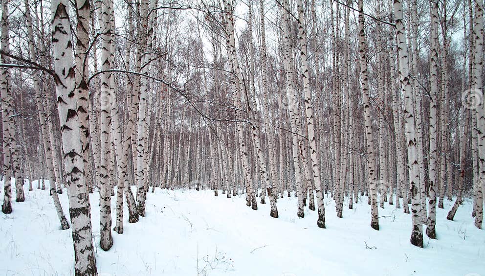 A winter birch tree forest stock image. Image of snow - 9188713